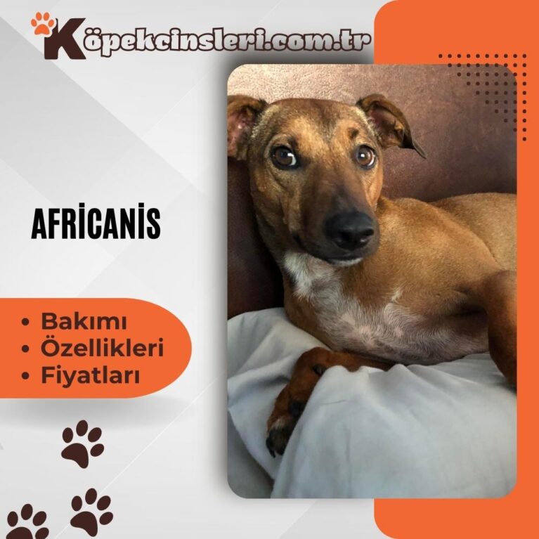 Africanis Özellikleri, Bakımı ve Fiyatları