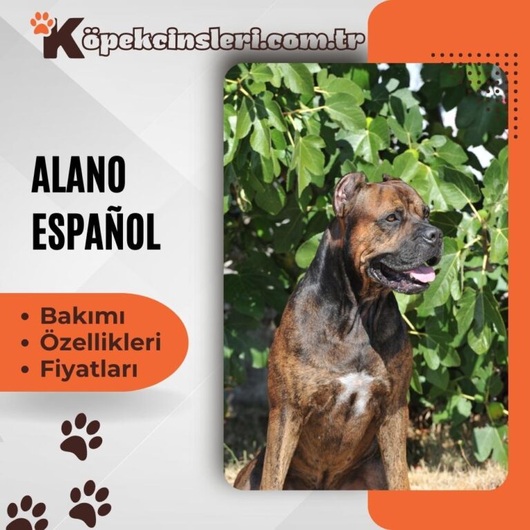 Alano Español Özellikleri, Bakımı ve Fiyatları