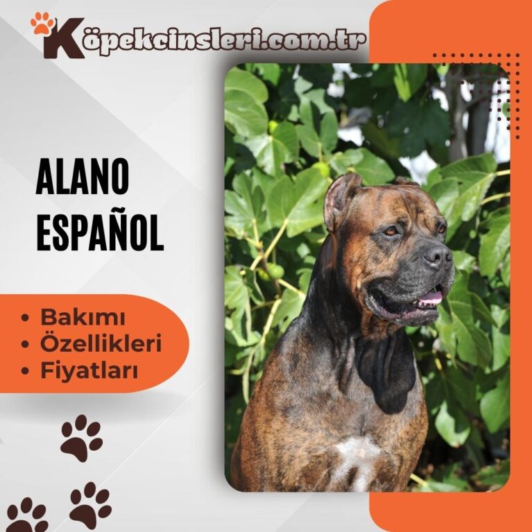 Alano Español Özellikleri, Bakımı ve Fiyatları