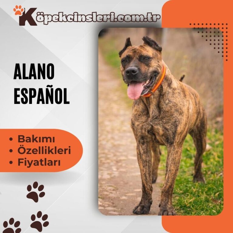Alano Español Özellikleri, Bakımı ve Fiyatları