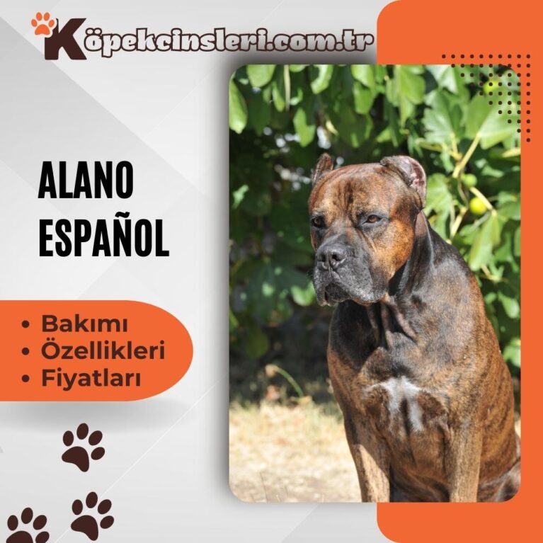 Alano Español Özellikleri, Bakımı ve Fiyatları