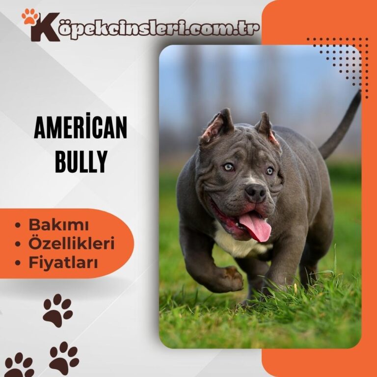American Bully Özellikleri, Bakımı ve Fiyatları