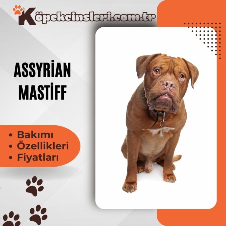 Assyrian Mastiff Özellikleri, Bakımı ve Fiyatları