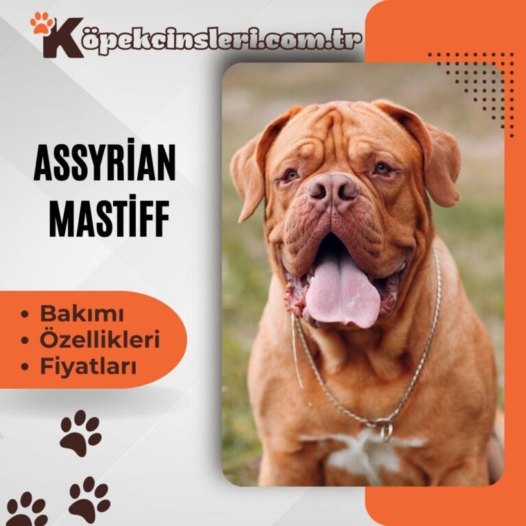 Assyrian Mastiff Özellikleri, Bakımı ve Fiyatları