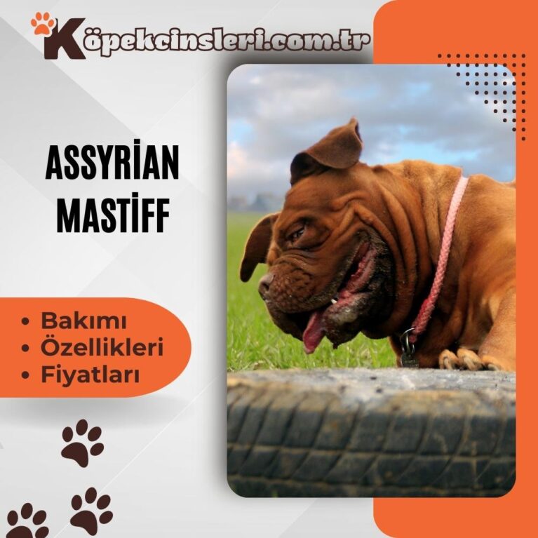 Assyrian Mastiff Özellikleri, Bakımı ve Fiyatları