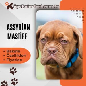 Assyrian Mastiff Özellikleri, Bakımı ve Fiyatları