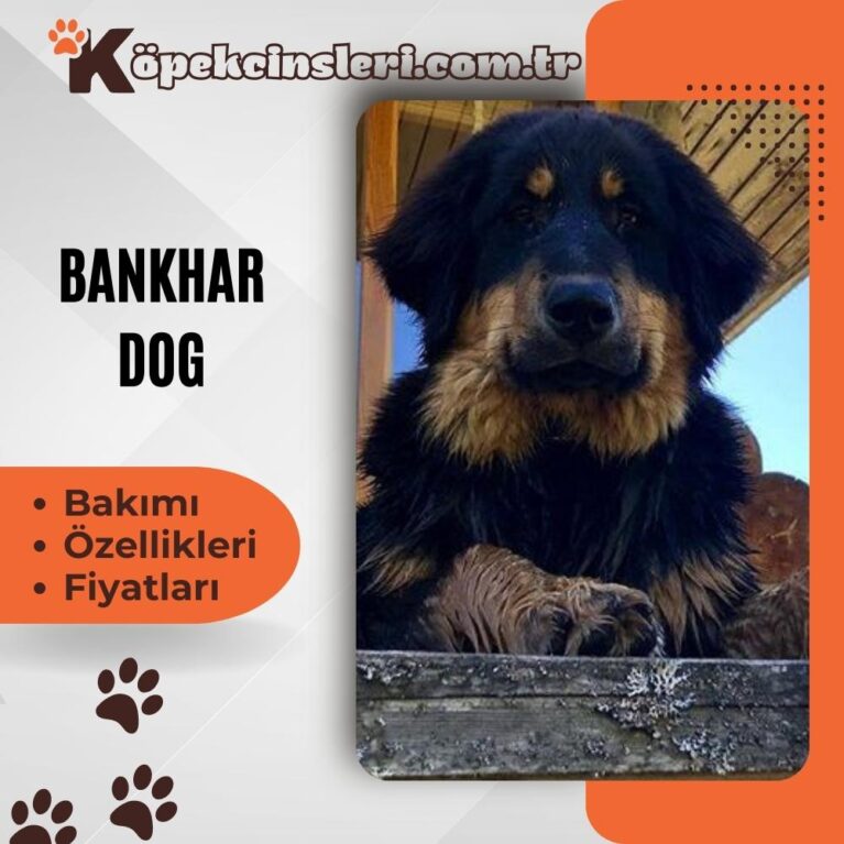 Bankhar Köpeği Özellikleri, Bakımı ve Fiyatları