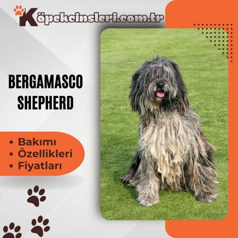 Bergamasco Shepherd Özellikleri, Bakımı ve Fiyatları