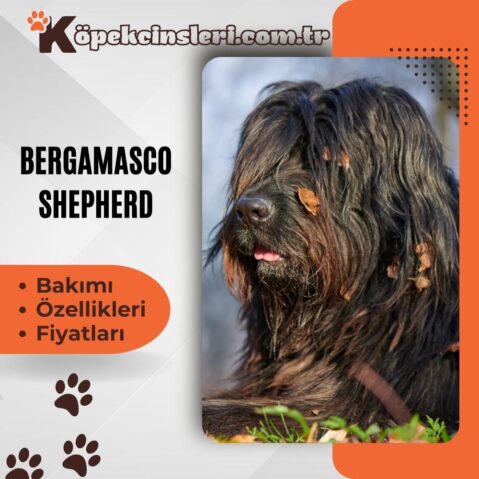 Bergamasco Shepherd Özellikleri, Bakımı ve Fiyatları