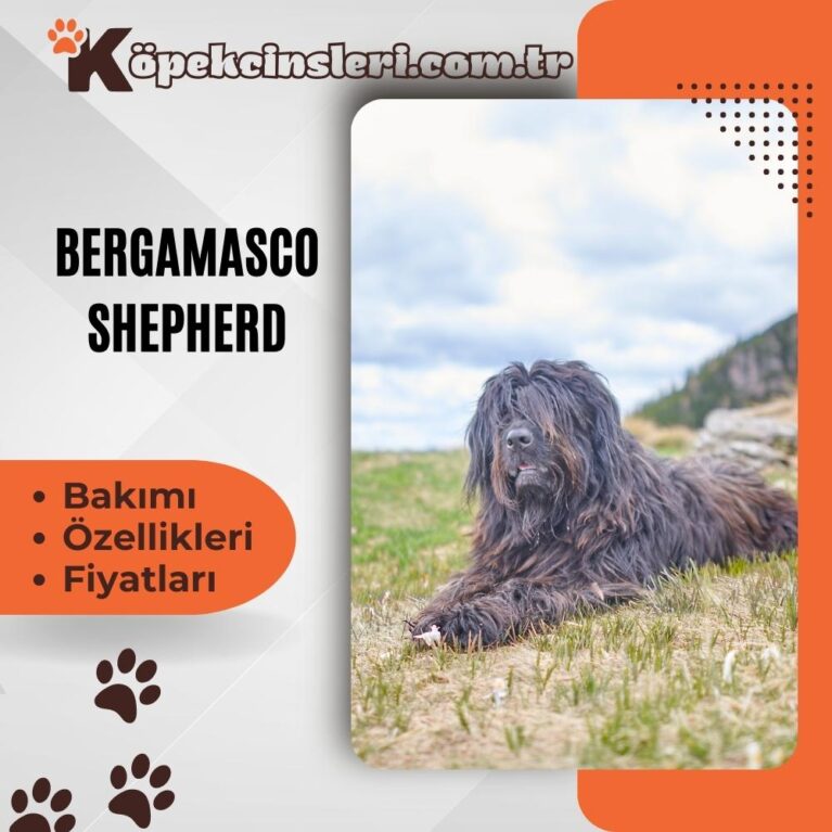 Bergamasco Shepherd Özellikleri, Bakımı ve Fiyatları