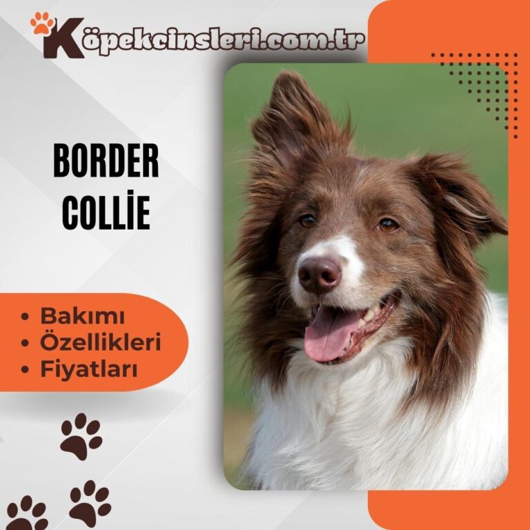 Border Collie Özellikleri, Bakımı ve Fiyatları