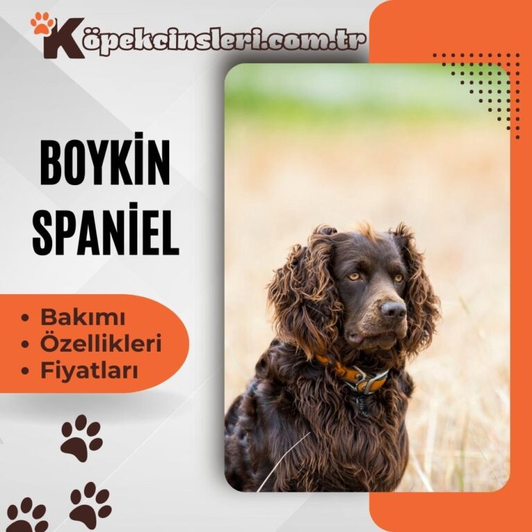 Boykin Spaniel Özellikleri, Bakımı ve Fiyatları