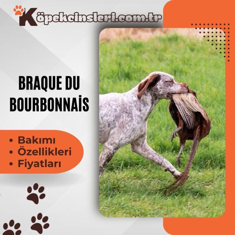 Braque Du Bourbonnais Özellikleri, Bakımı ve Fiyatları