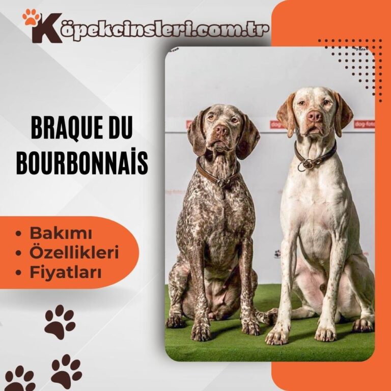 Braque Du Bourbonnais Özellikleri, Bakımı ve Fiyatları