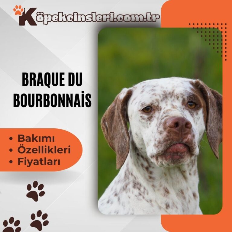 Braque Du Bourbonnais Özellikleri, Bakımı ve Fiyatları