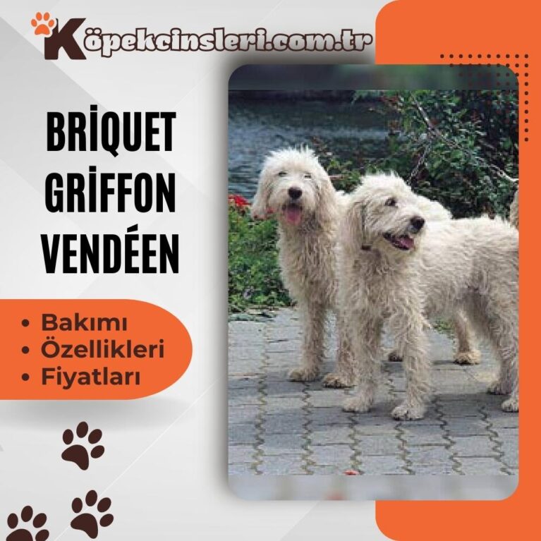 Briquet Griffon Vendéen Özellikleri, Bakımı ve Fiyatları