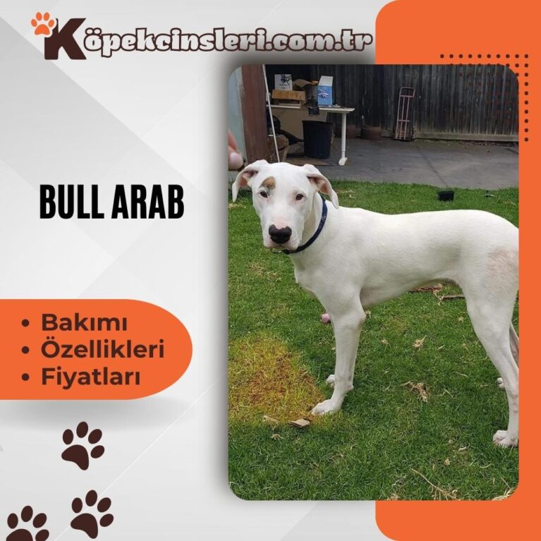 Bull Arab Özellikleri, Bakımı ve Fiyatları