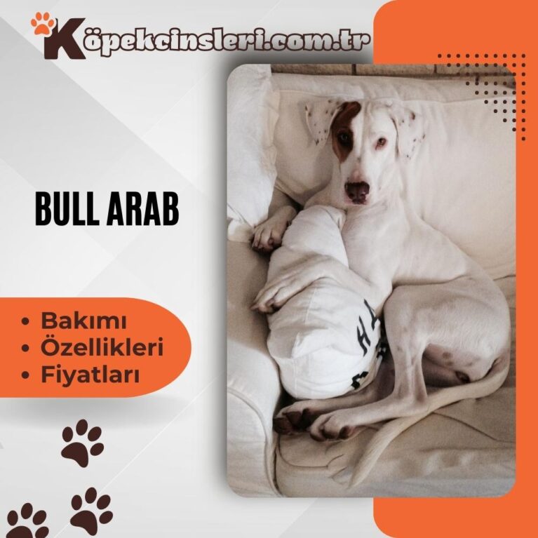 Bull Arab Özellikleri, Bakımı ve Fiyatları