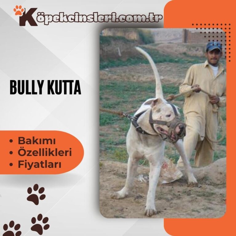 Bully Kutta Özellikleri, Bakımı ve Fiyatları