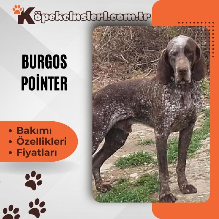 Burgos Pointer Özellikleri, Bakımı ve Fiyatları