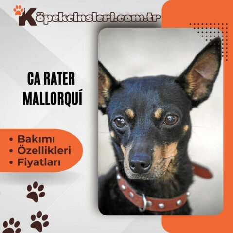 Ca Rater Mallorqui Özellikleri, Bakımı ve Fiyatları