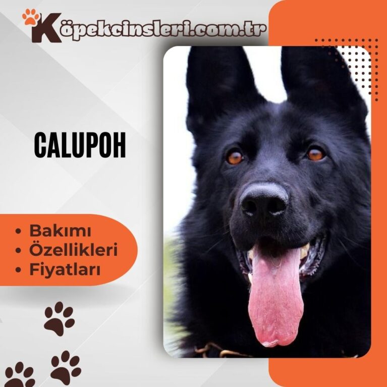 Calupoh Özellikleri, Bakımı ve Fiyatları