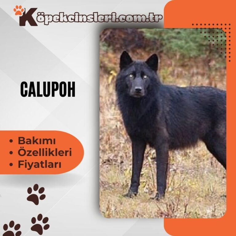 Calupoh Özellikleri, Bakımı ve Fiyatları