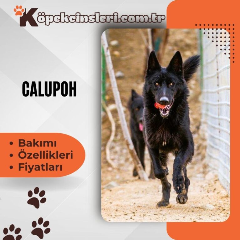 Calupoh Özellikleri, Bakımı ve Fiyatları