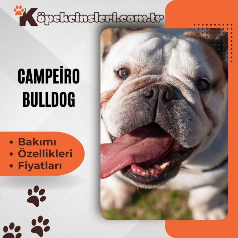 Campeiro Bulldog Özellikleri, Bakımı ve Fiyatları