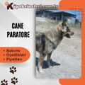 Cane Paratore Özellikleri, Bakımı ve Fiyatları