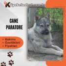 Cane Paratore Özellikleri, Bakımı ve Fiyatları