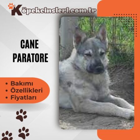 Cane Paratore Özellikleri, Bakımı ve Fiyatları
