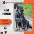 Cane Paratore Özellikleri, Bakımı ve Fiyatları
