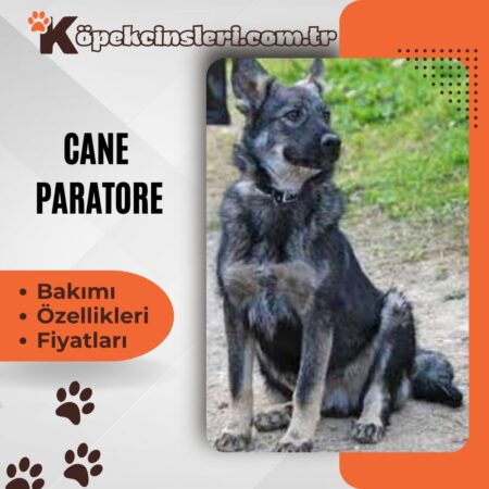 Cane Paratore Özellikleri, Bakımı ve Fiyatları