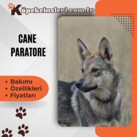 Cane Paratore Özellikleri, Bakımı ve Fiyatları