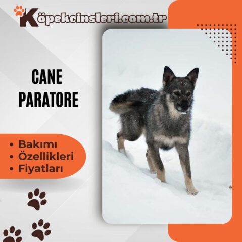 Cane Paratore Özellikleri, Bakımı ve Fiyatları