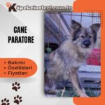 Cane Paratore Özellikleri, Bakımı ve Fiyatları