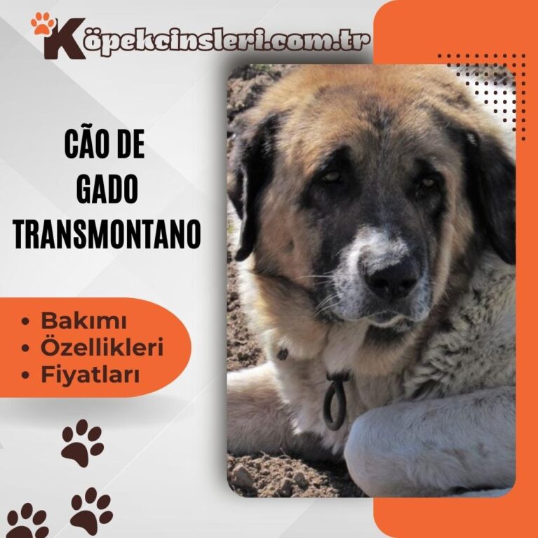 Cão De Gado Transmontano Özellikleri, Bakımı ve Fiyatları