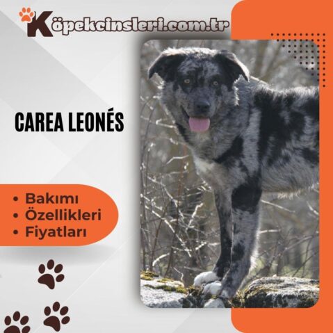 Carea Leones Özellikleri, Bakımı ve Fiyatları
