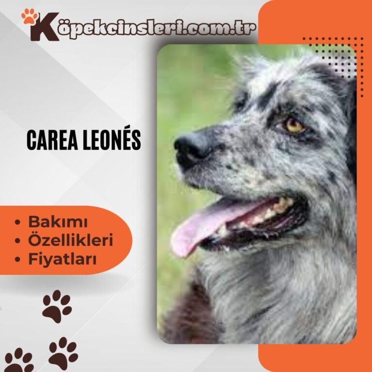 Carea Leones Özellikleri, Bakımı ve Fiyatları