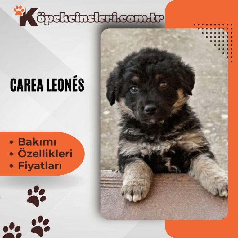 Carea Leones Özellikleri, Bakımı ve Fiyatları