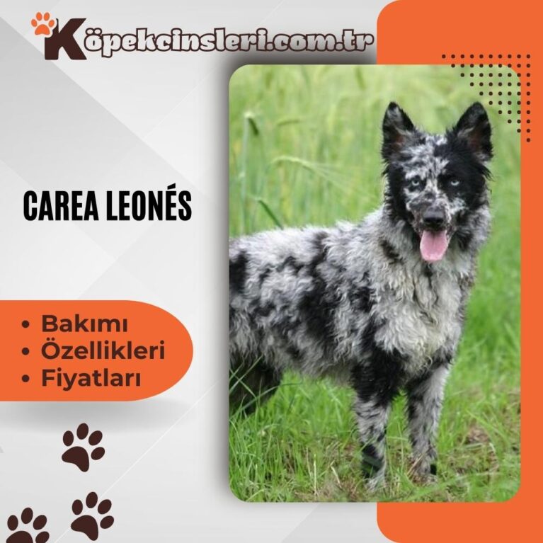Carea Leones Özellikleri, Bakımı ve Fiyatları