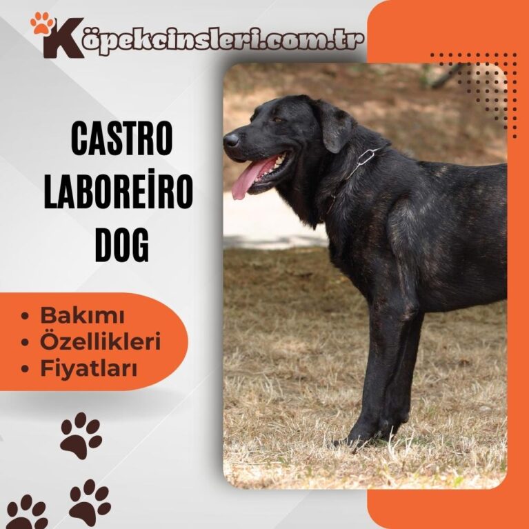 Castro Laboreiro Dog Özellikleri, Bakımı ve Fiyatları