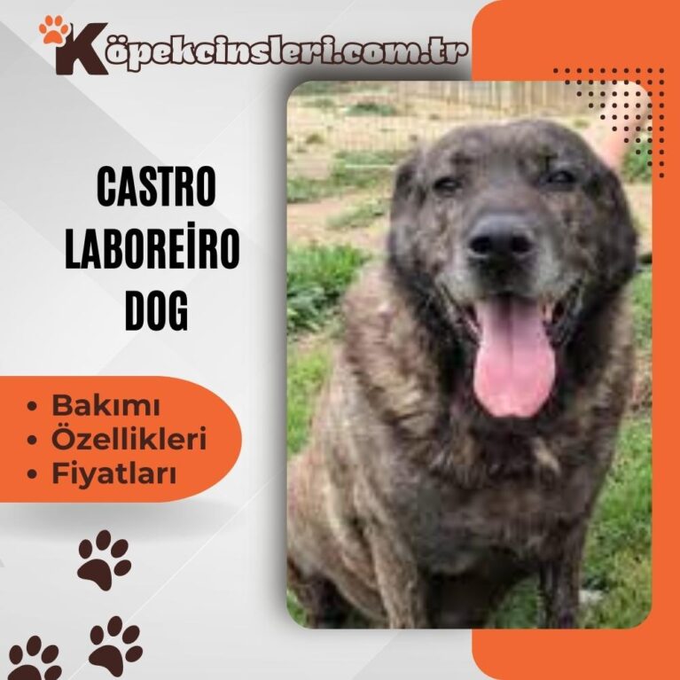 Castro Laboreiro Dog Özellikleri, Bakımı ve Fiyatları