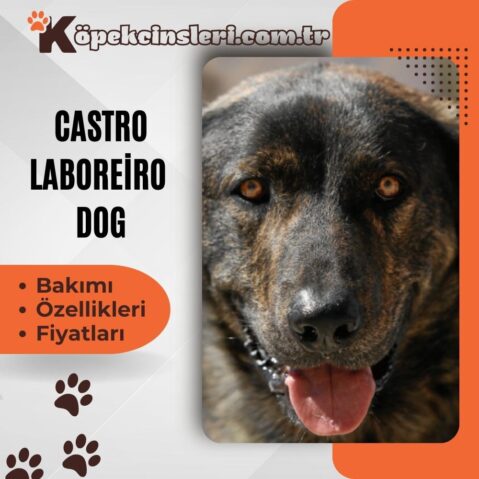 Castro Laboreiro Dog Özellikleri, Bakımı ve Fiyatları