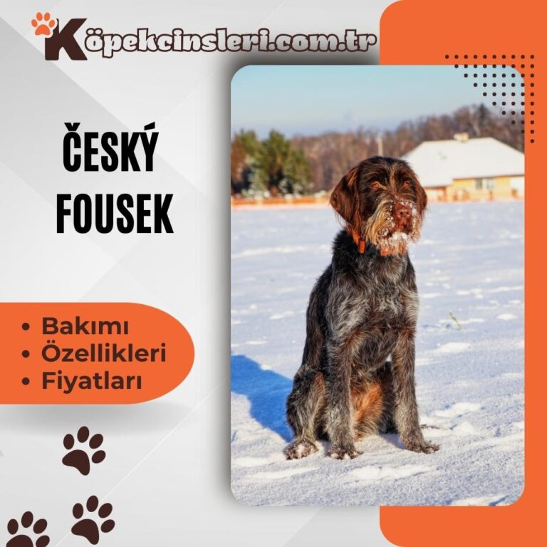 Cesky Fousek Köpeği Özellikleri, Bakımı ve Fiyatları