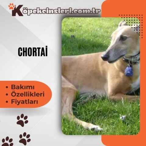 Chortai Özellikleri, Bakımı ve Fiyatları