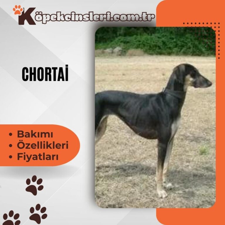 Chortai Özellikleri, Bakımı ve Fiyatları