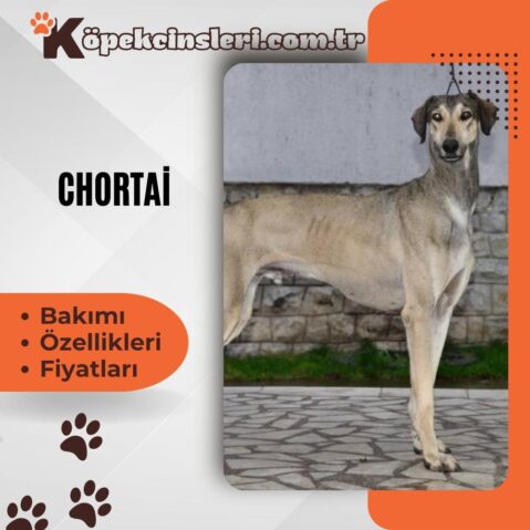Chortai Özellikleri, Bakımı ve Fiyatları