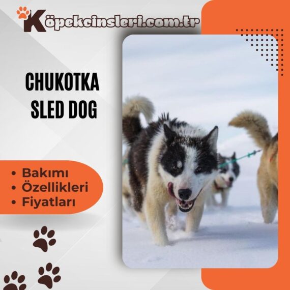 Chukotka Sled Dog Özellikleri, Bakımı ve Fiyatları